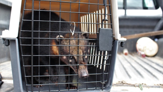 Junín: SERFOR libera coatí en paraje de selva alta, después de haberlo ... Junín: SERFOR libera coatí en paraje de selva alta, después de haberlo ...